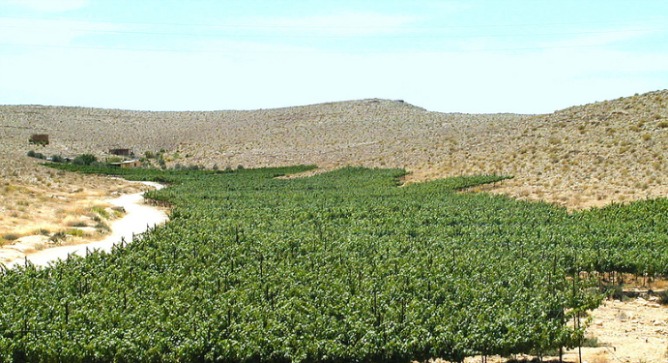 Winemakers revive ancient Negev Wine Route - ISRAEL21c