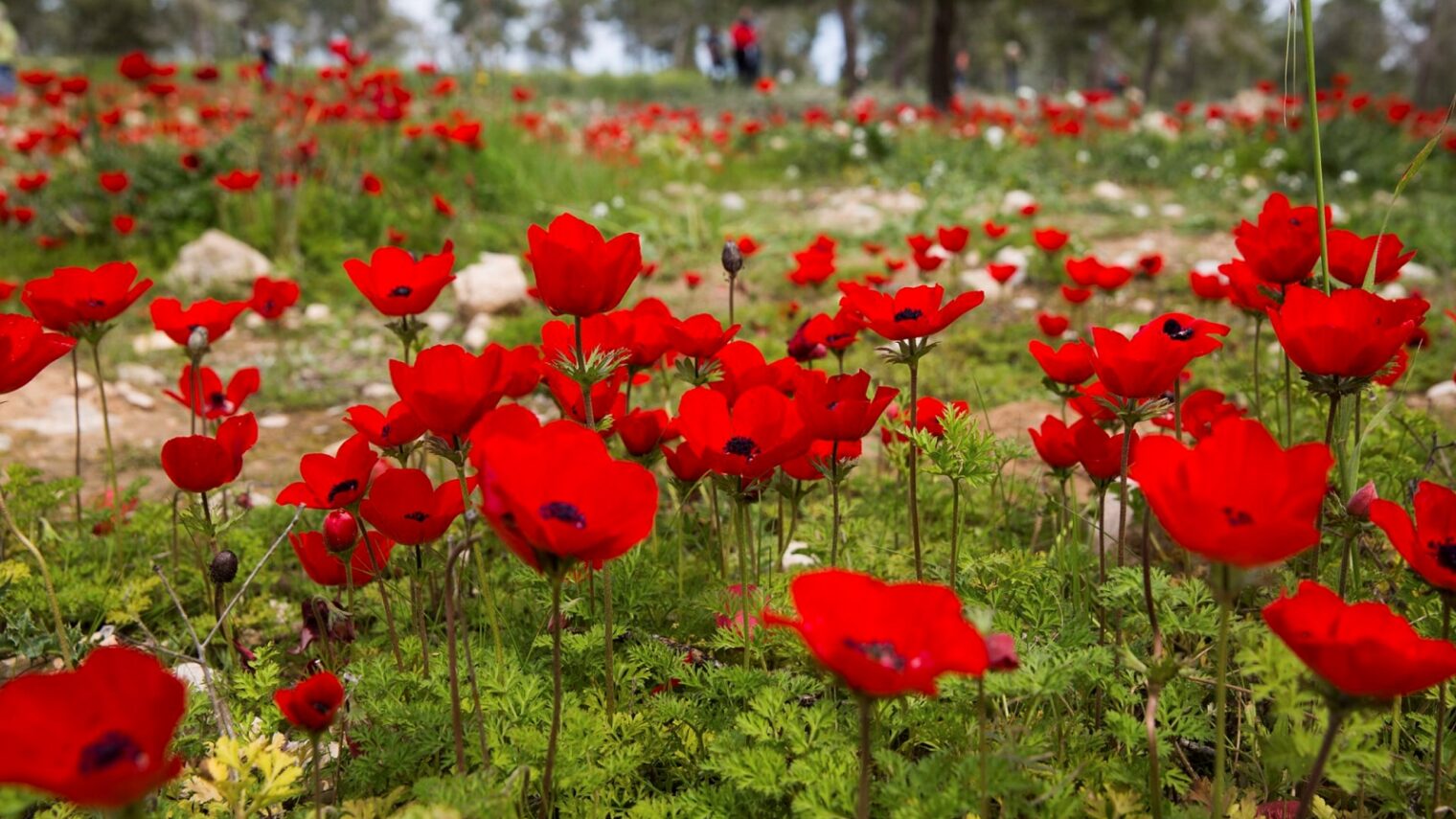 Wildflowers, honey, berries and more at Red South festival - ISRAEL21c