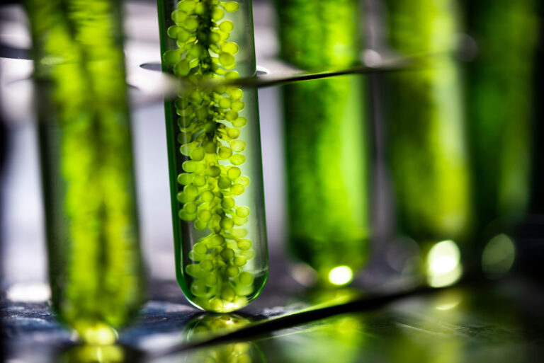 Israelis at the forefront of fast-growing algae market - ISRAEL21c