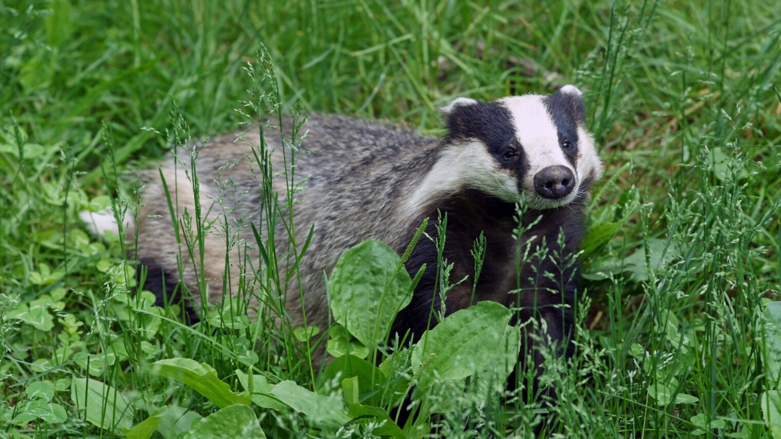 Israeli soldiers save badger stuck in Syria border fence - ISRAEL21c