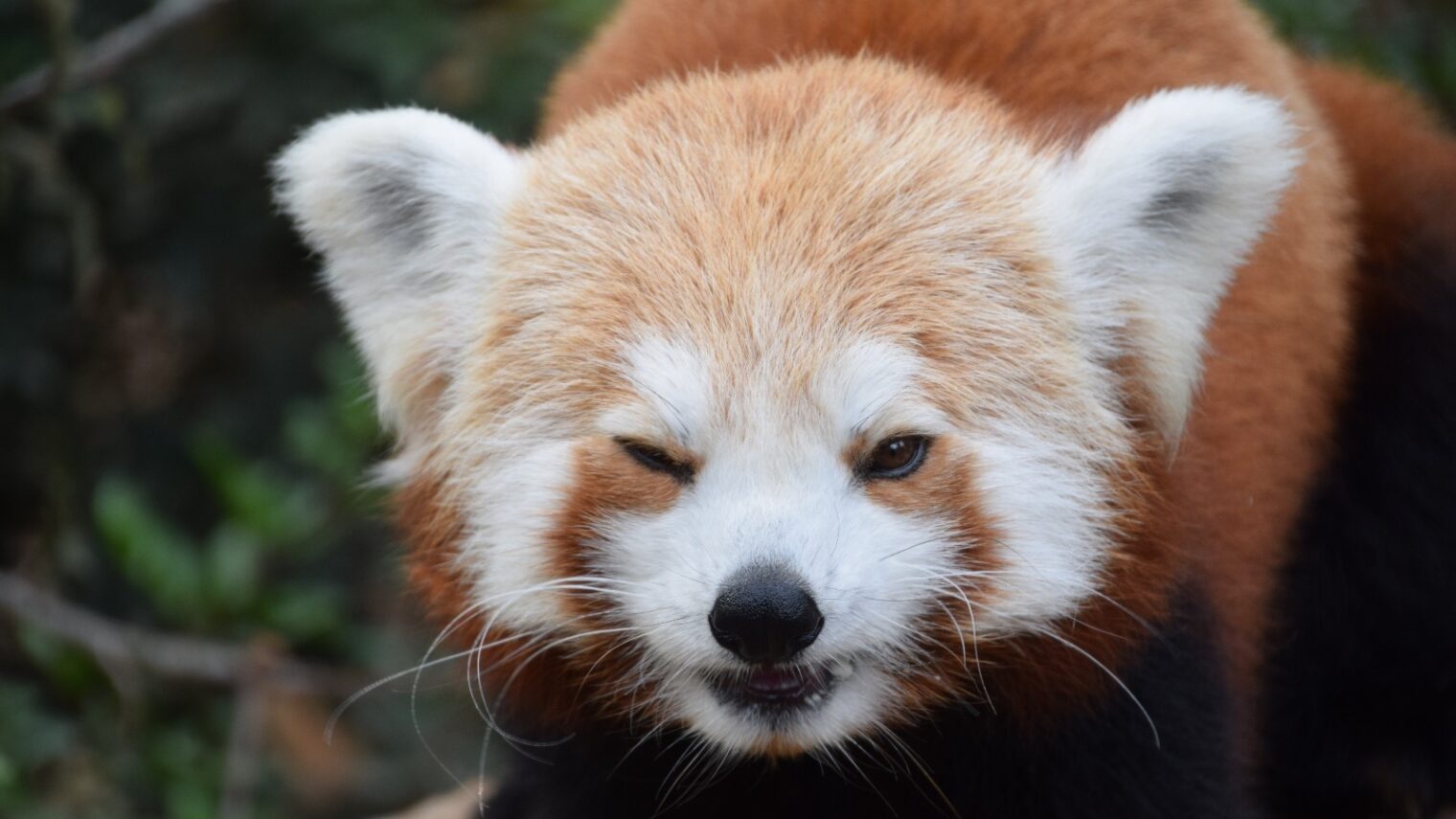 Photo of special climbing wall for red pandas wins award - ISRAEL21c