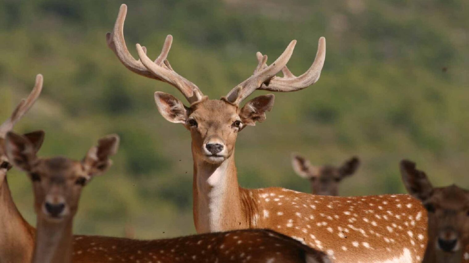 The astonishing revival of Israel’s Persian fallow deer - ISRAEL21c