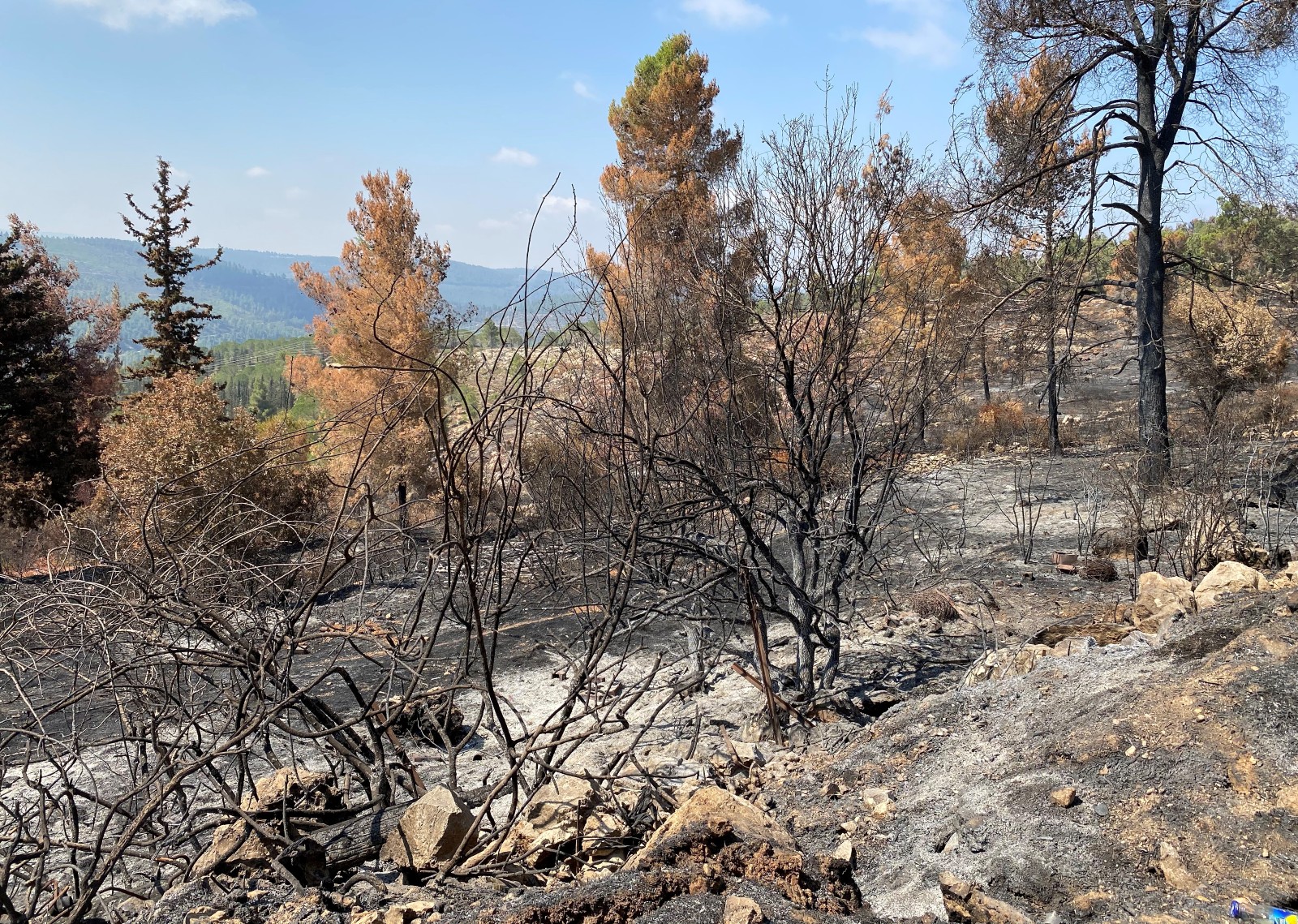 Hoping for regeneration in Israel’s burned out forest - ISRAEL21c
