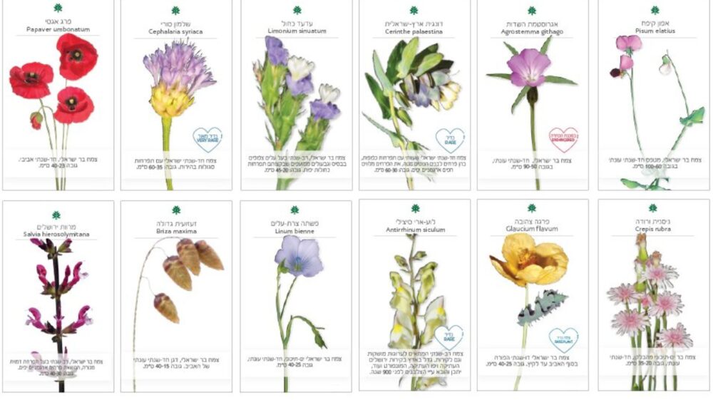 Spreading wildflowers across Jerusalem - ISRAEL21c