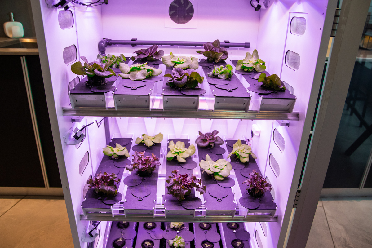 Growing vegetables at home has never been so easy - ISRAEL21c