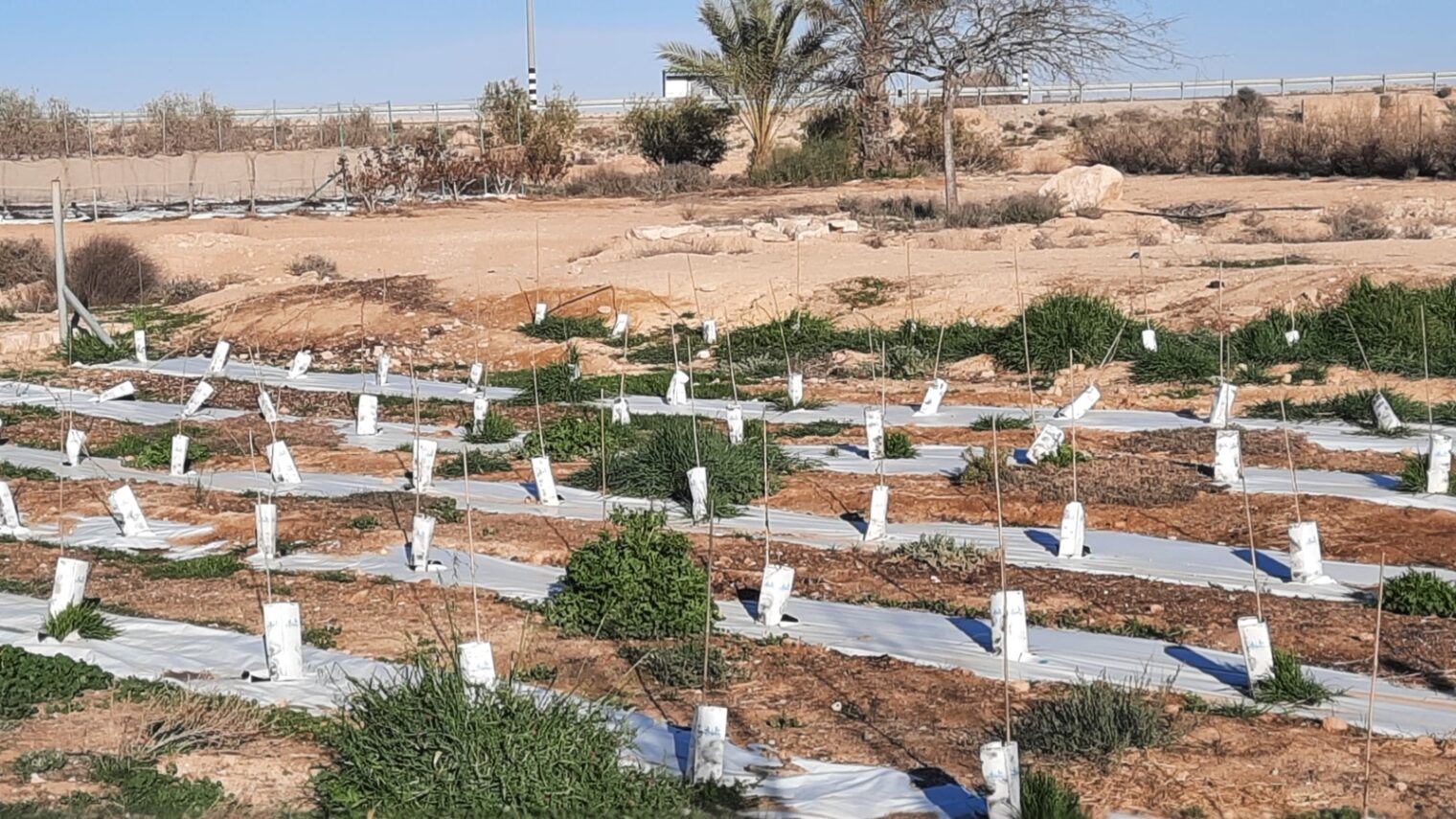 The woman who nurtures a biblical farm in the Negev Desert - ISRAEL21c