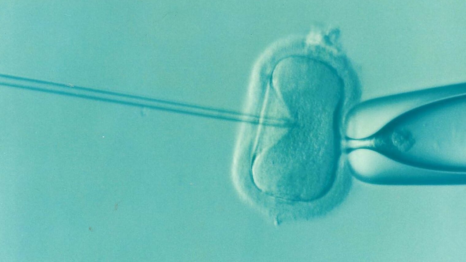 AI-trained embryo labeling technique boosts IVF success - ISRAEL21c