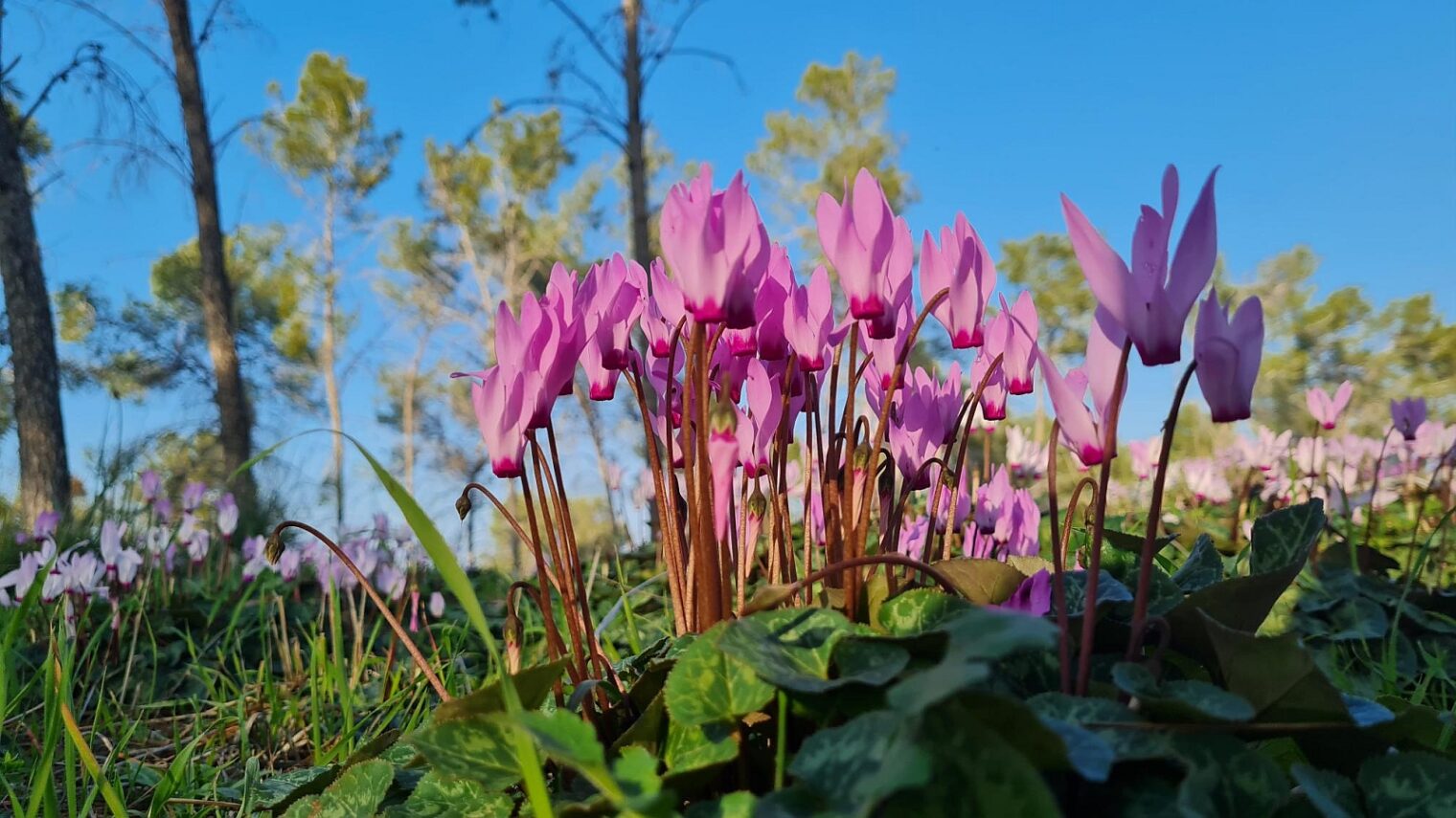 When and where to see Israel’s desert flowers bloom - ISRAEL21c