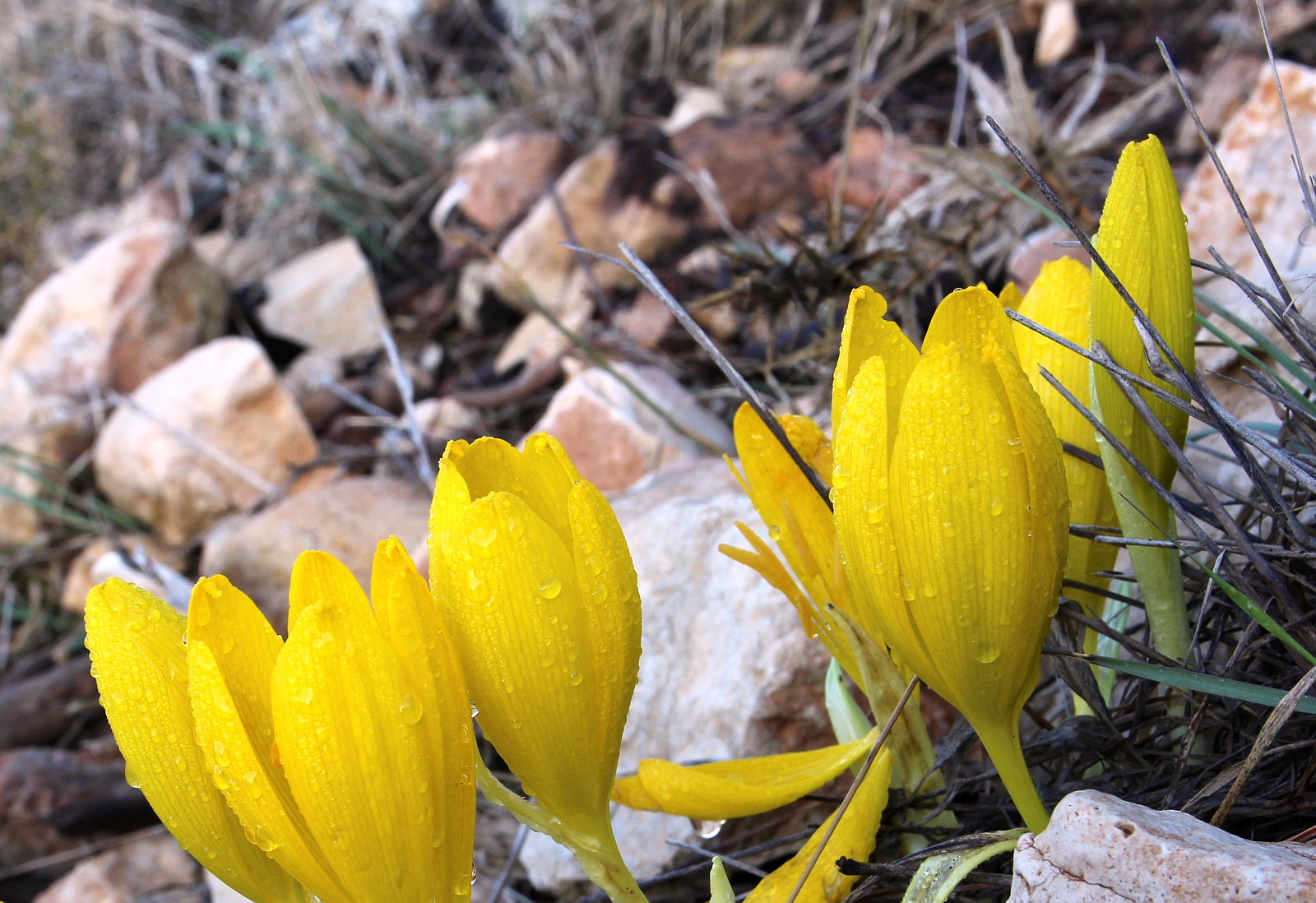 When and where to see Israel’s desert flowers bloom - ISRAEL21c