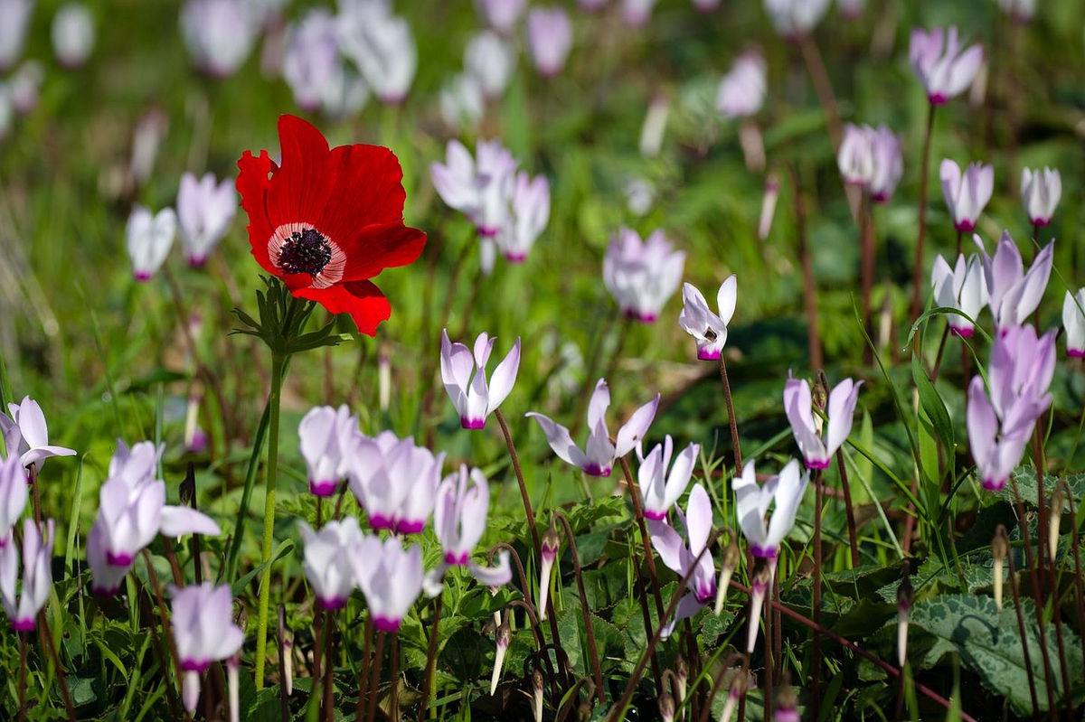 When and where to see Israel’s desert flowers bloom - ISRAEL21c