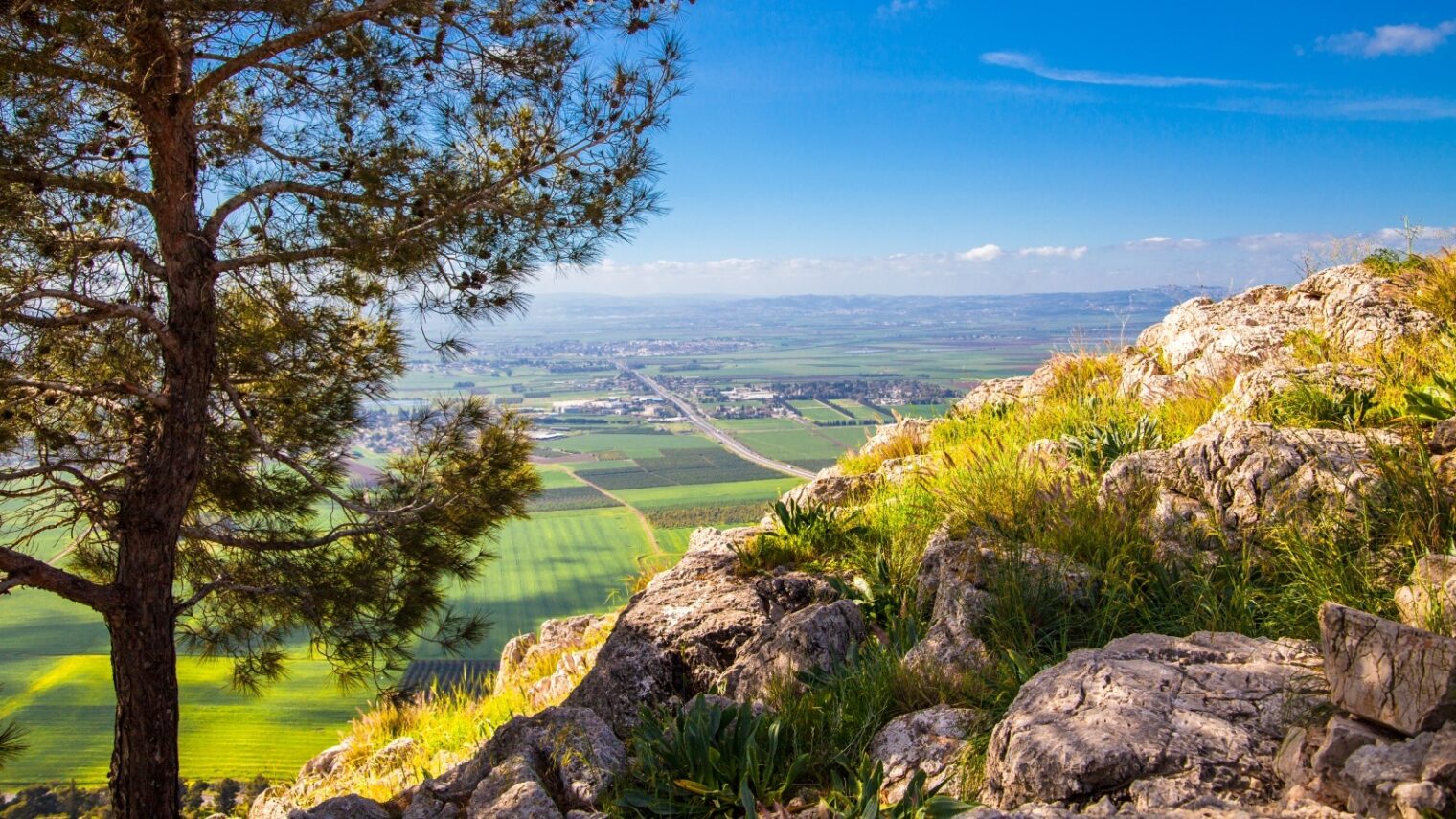 6 surprising gifts that forests provide - ISRAEL21c