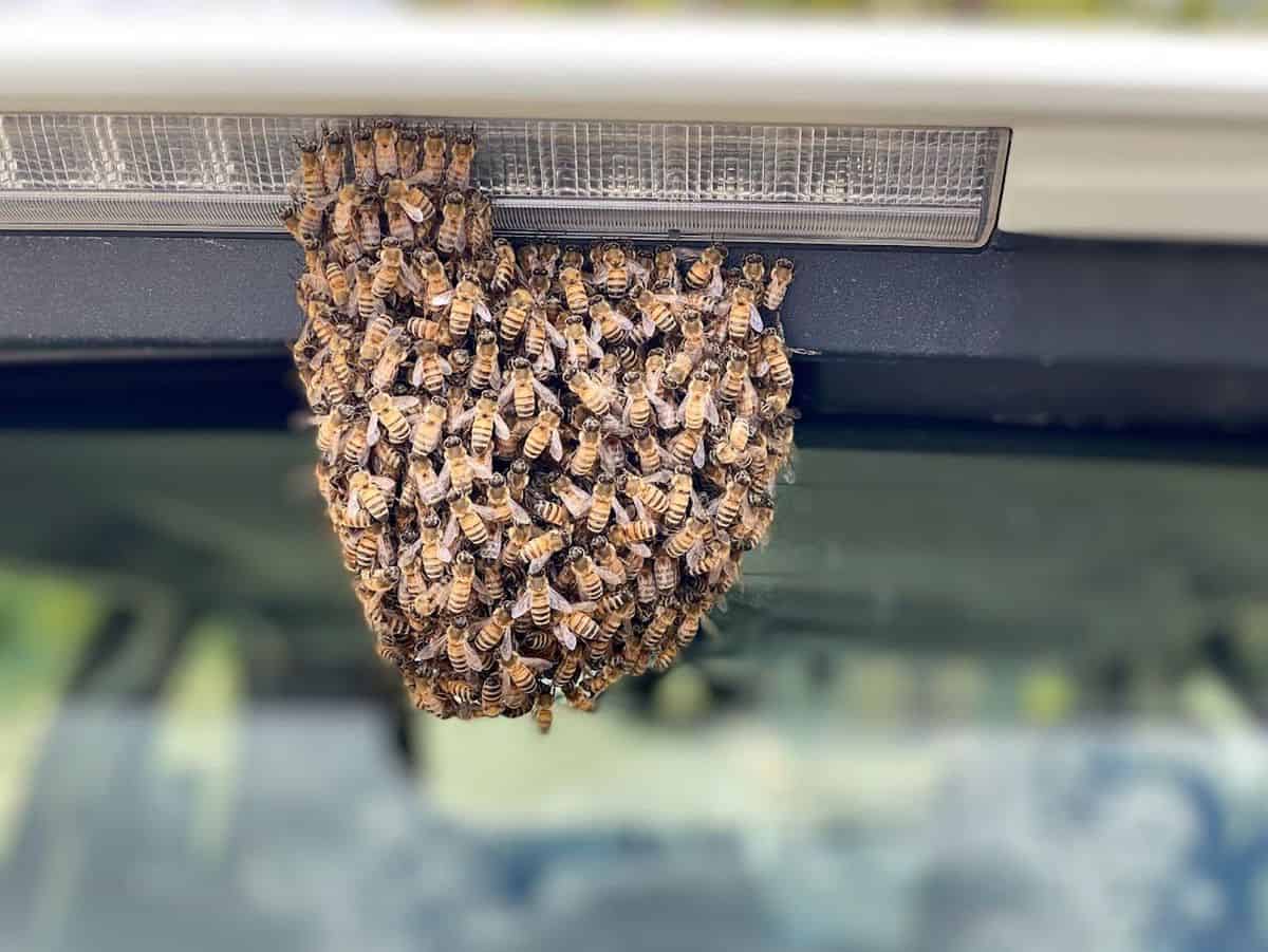 What to do in Israel when bees swarm your car - ISRAEL21c