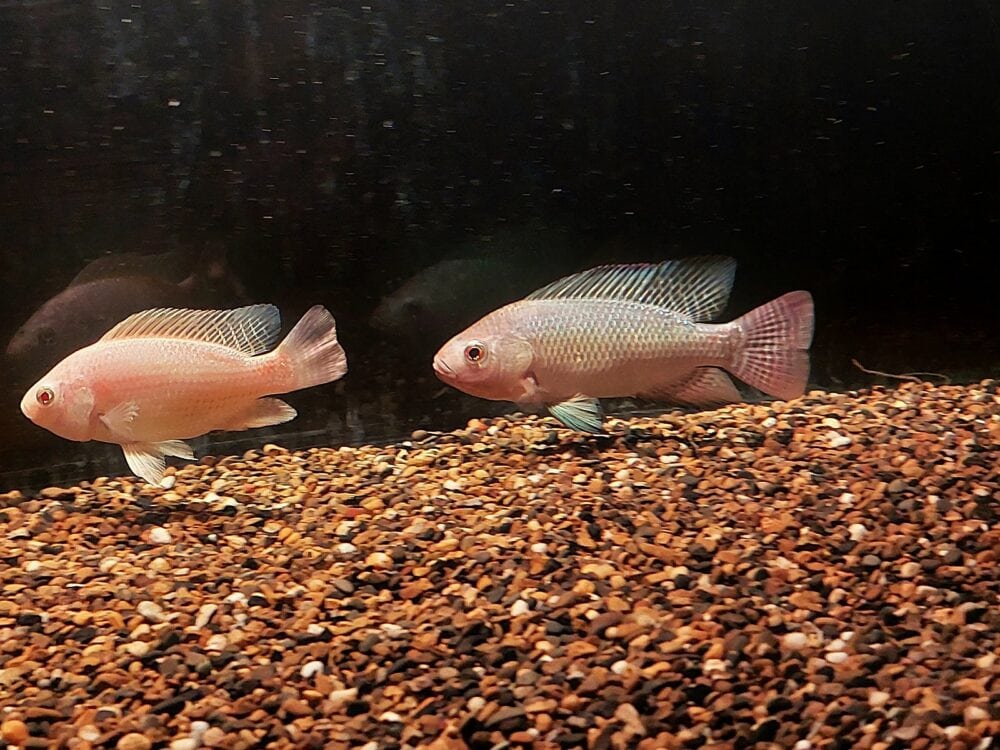 Gene editing can bring sustainability of fish farming - ISRAEL21c