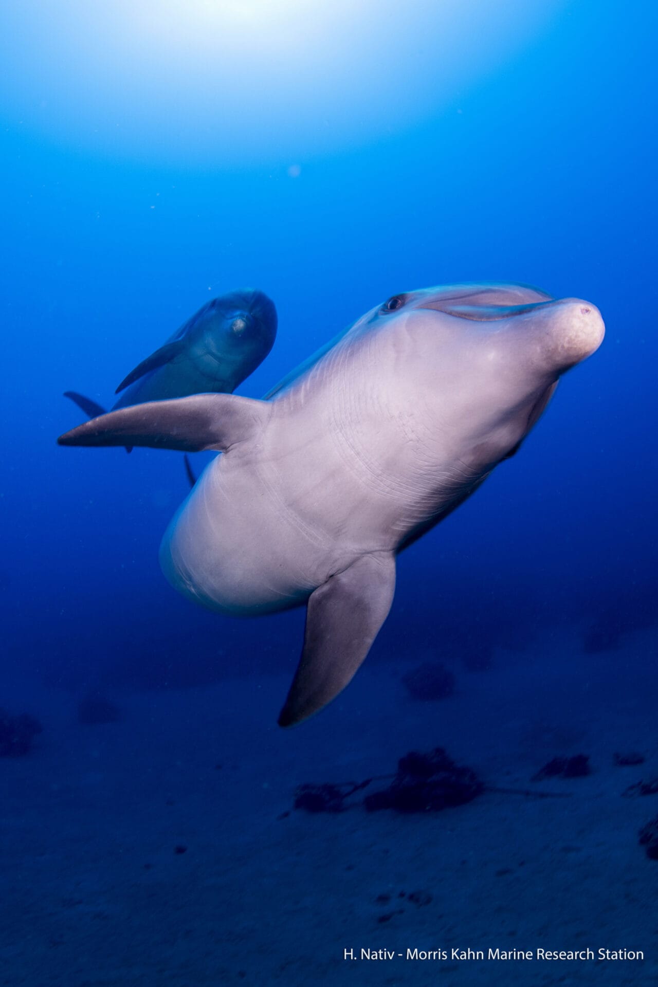 Dolphin communication affected by boat noise - ISRAEL21c