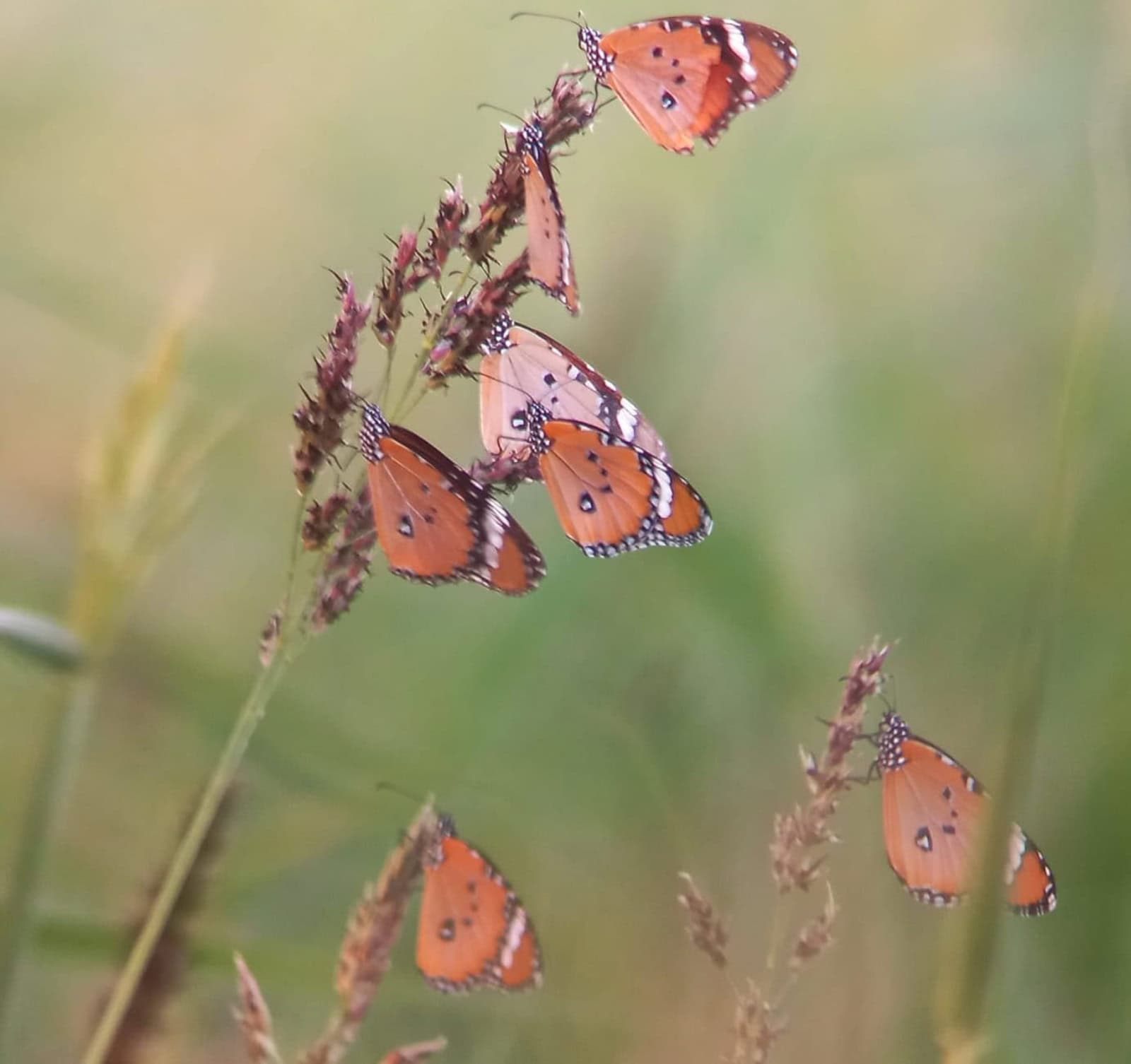 Migrating swallowtail butterflies flock to Hula Valley - ISRAEL21c