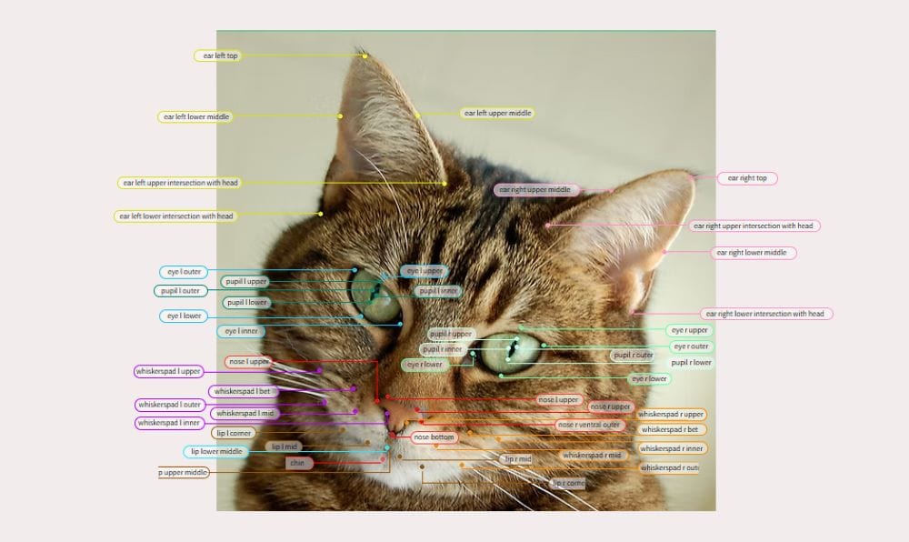 Cats use facial expressions to communicate and bond - ISRAEL21c